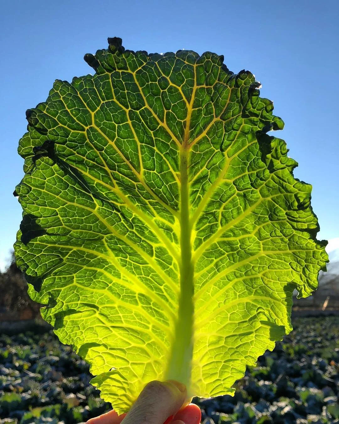 Plant Tissue Test Recommendations Soil Doctor Plant Tissue Test Recommendations Soil Doctor