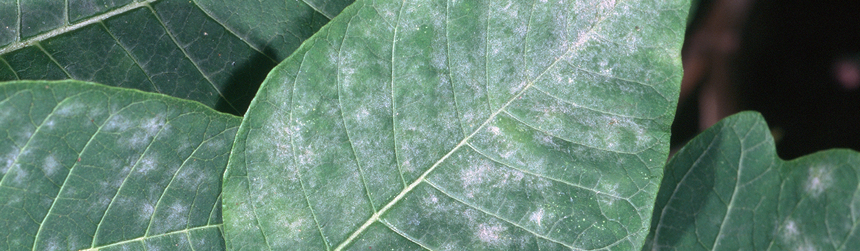 A Guide to Eliminating Powdery Mildew Organically — Soil Doctor