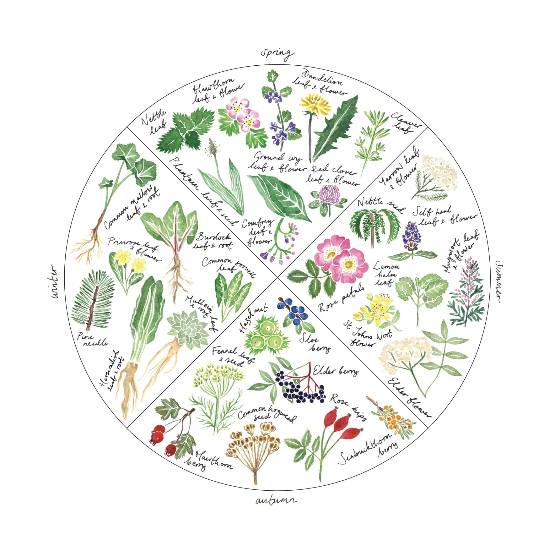 Healing Weeds Foraging Courses - Walks and Workshops in Bristol UK
