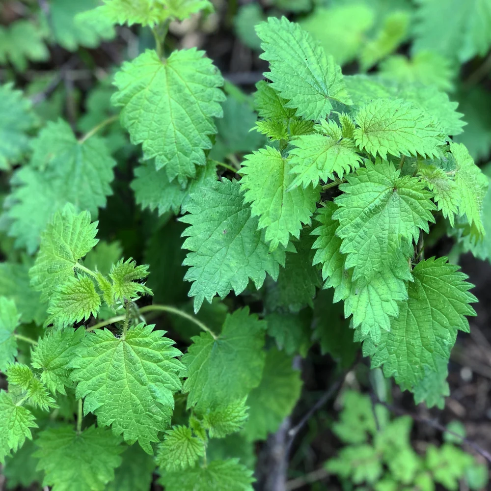 Healing Weeds Foraging Courses - Walks and Workshops in Bristol UK