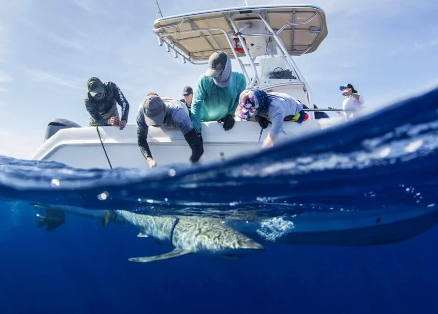 Mission — Saving the Blue