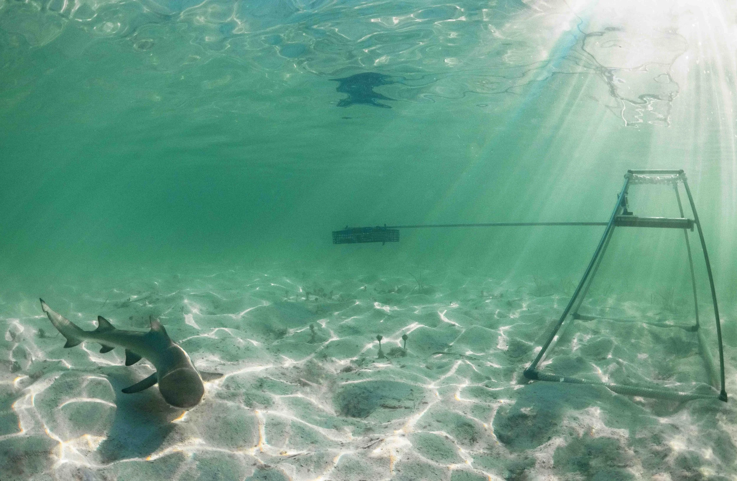 Expedition - January 2022 — Saving the Blue