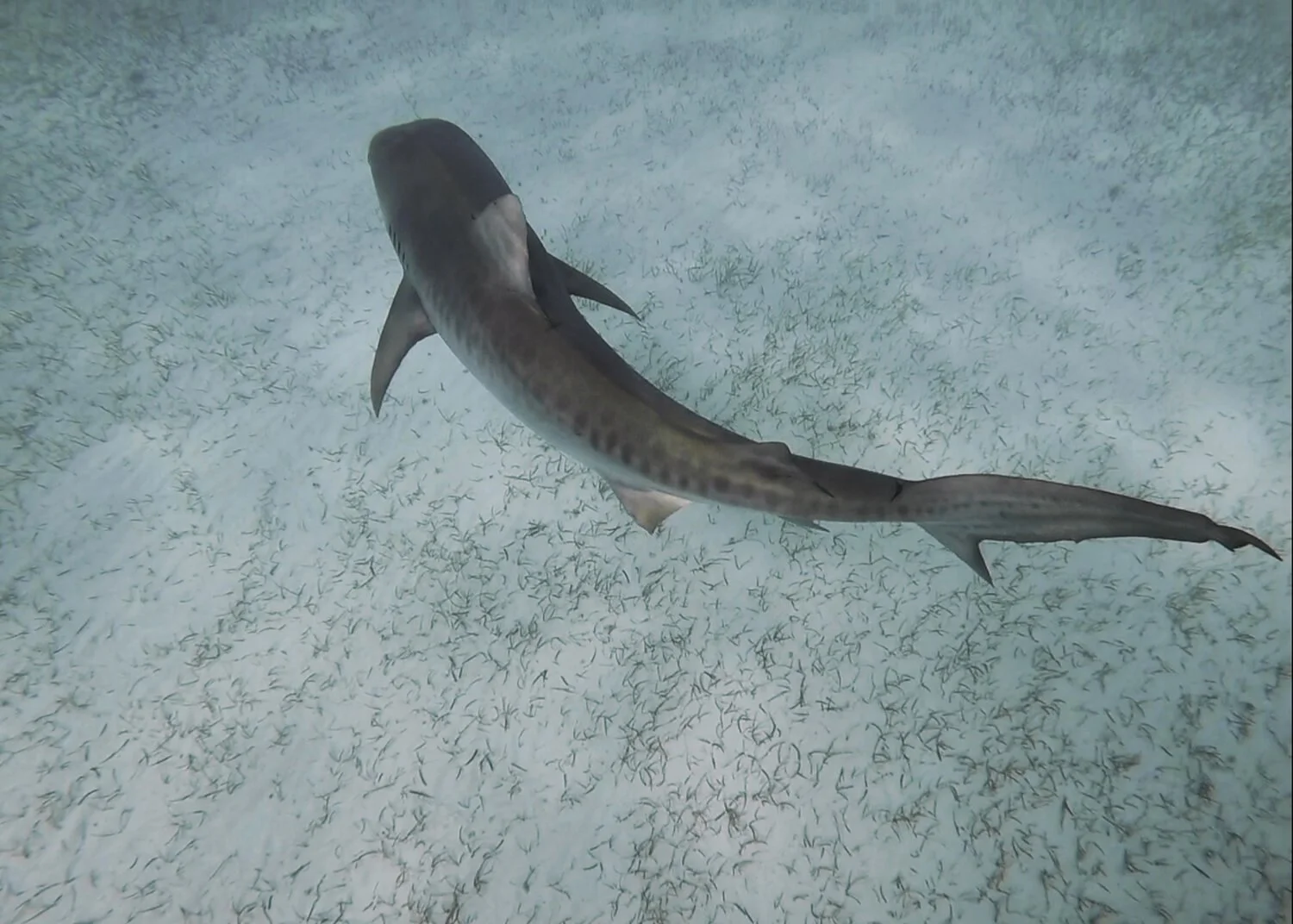 Certificates | Support Marine Conservation Today — Saving the Blue