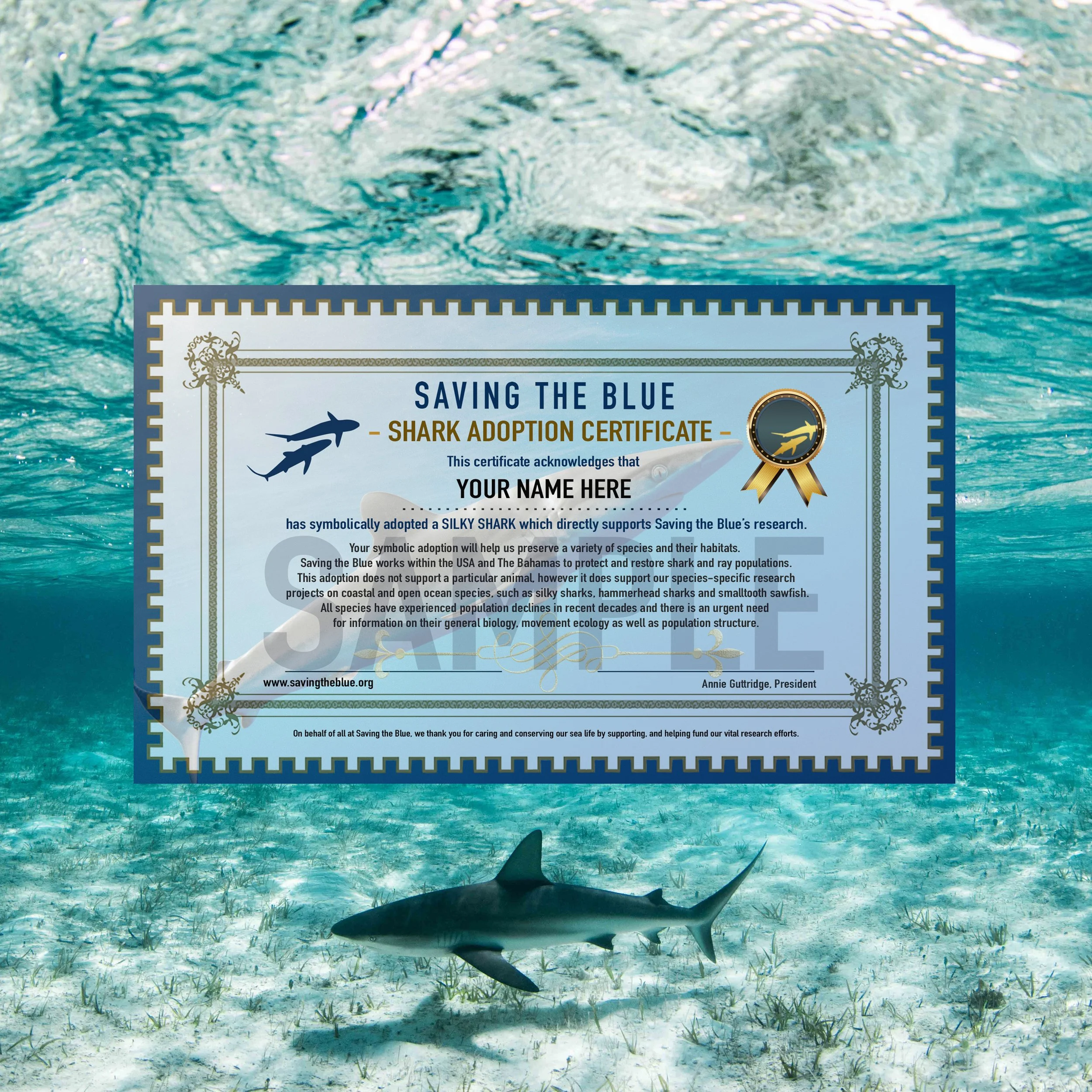 Shark and Ray Adoptions — Saving the Blue