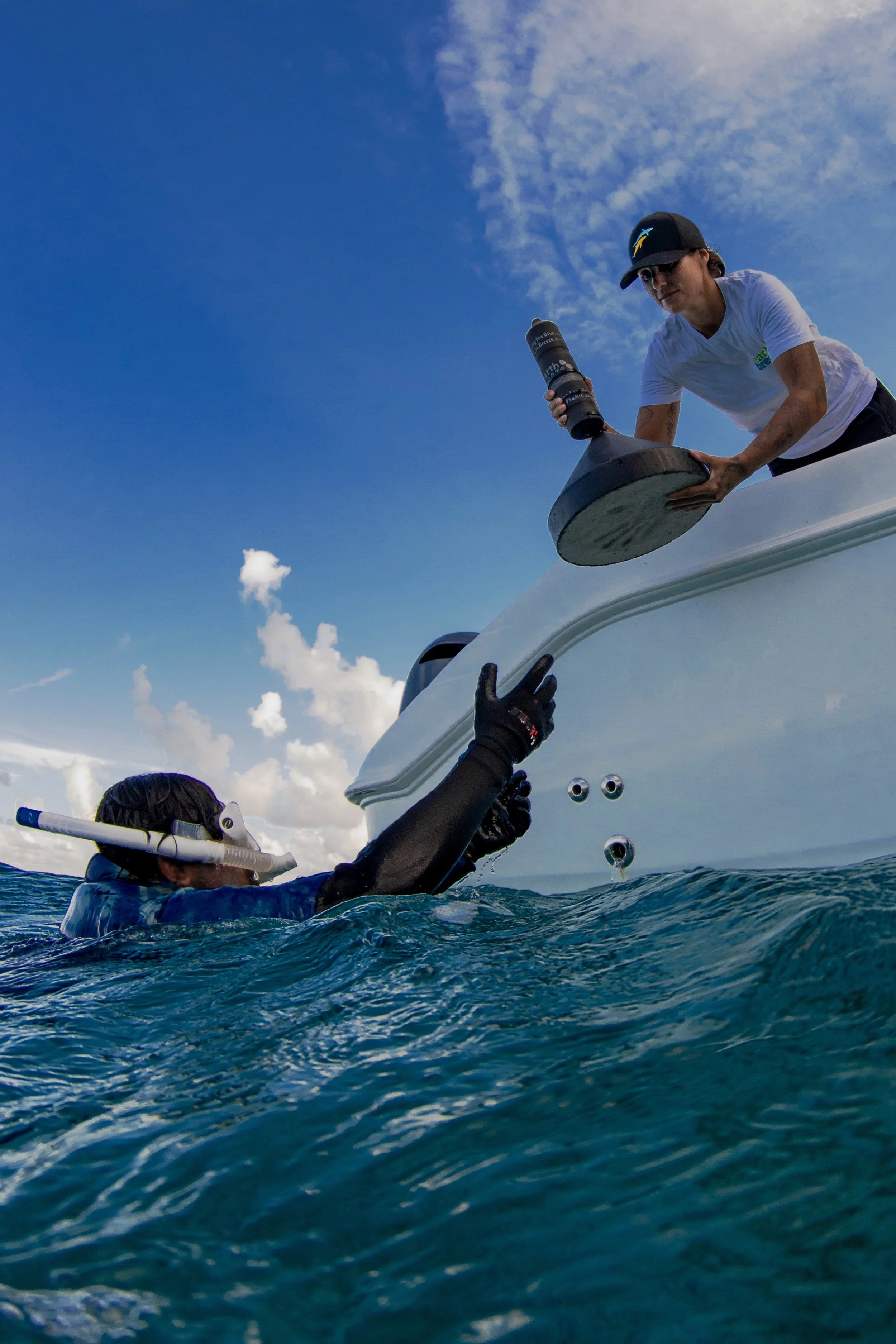 Shark and Ray Adoptions — Saving the Blue