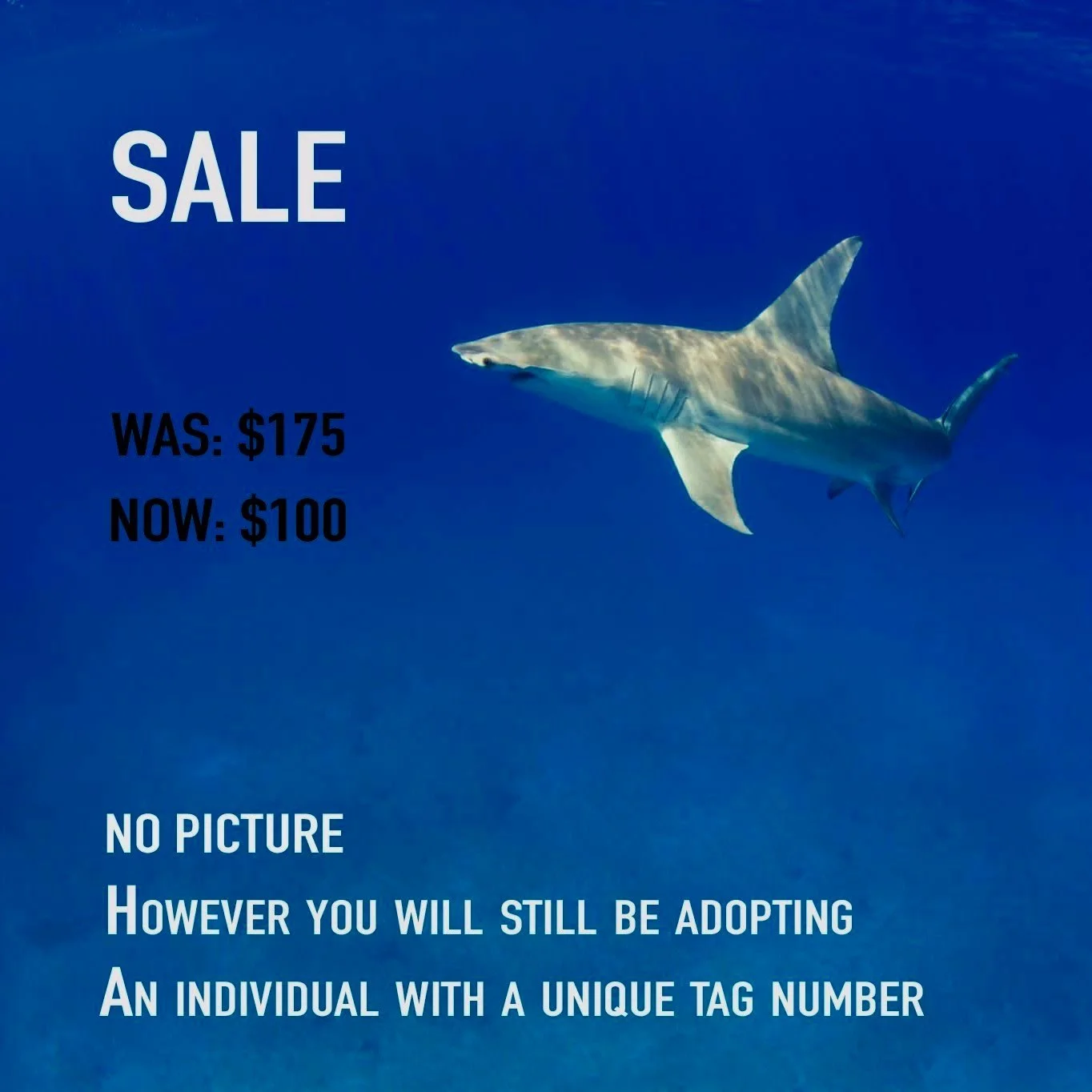 Shark and Ray Adoptions — Saving the Blue