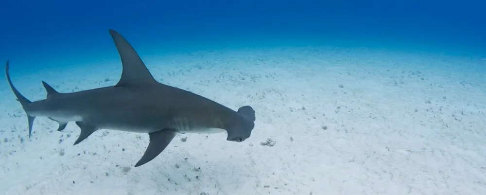 Hammerhead Research — Saving the Blue