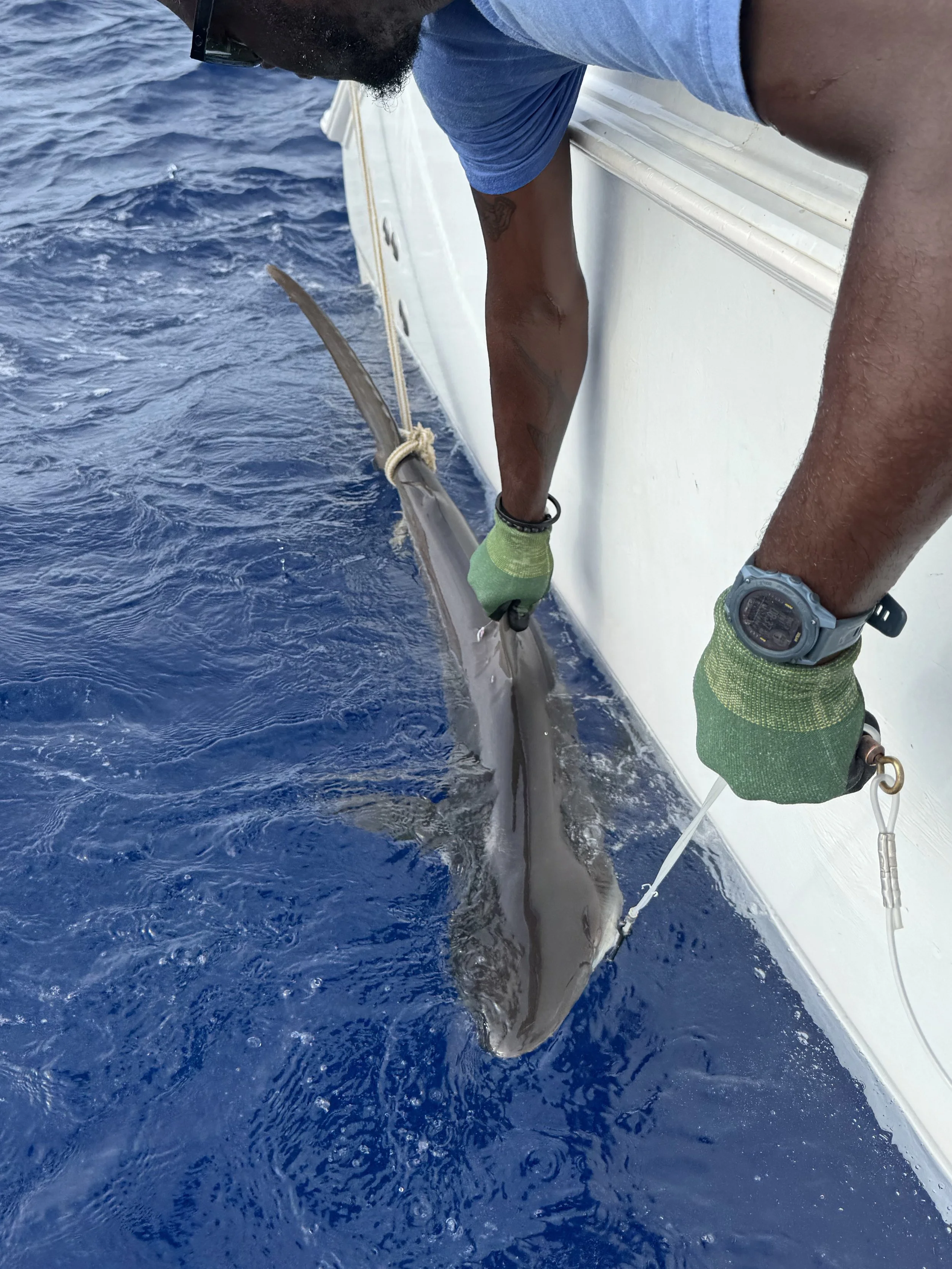 Silky Shark Adoption — Saving the Blue