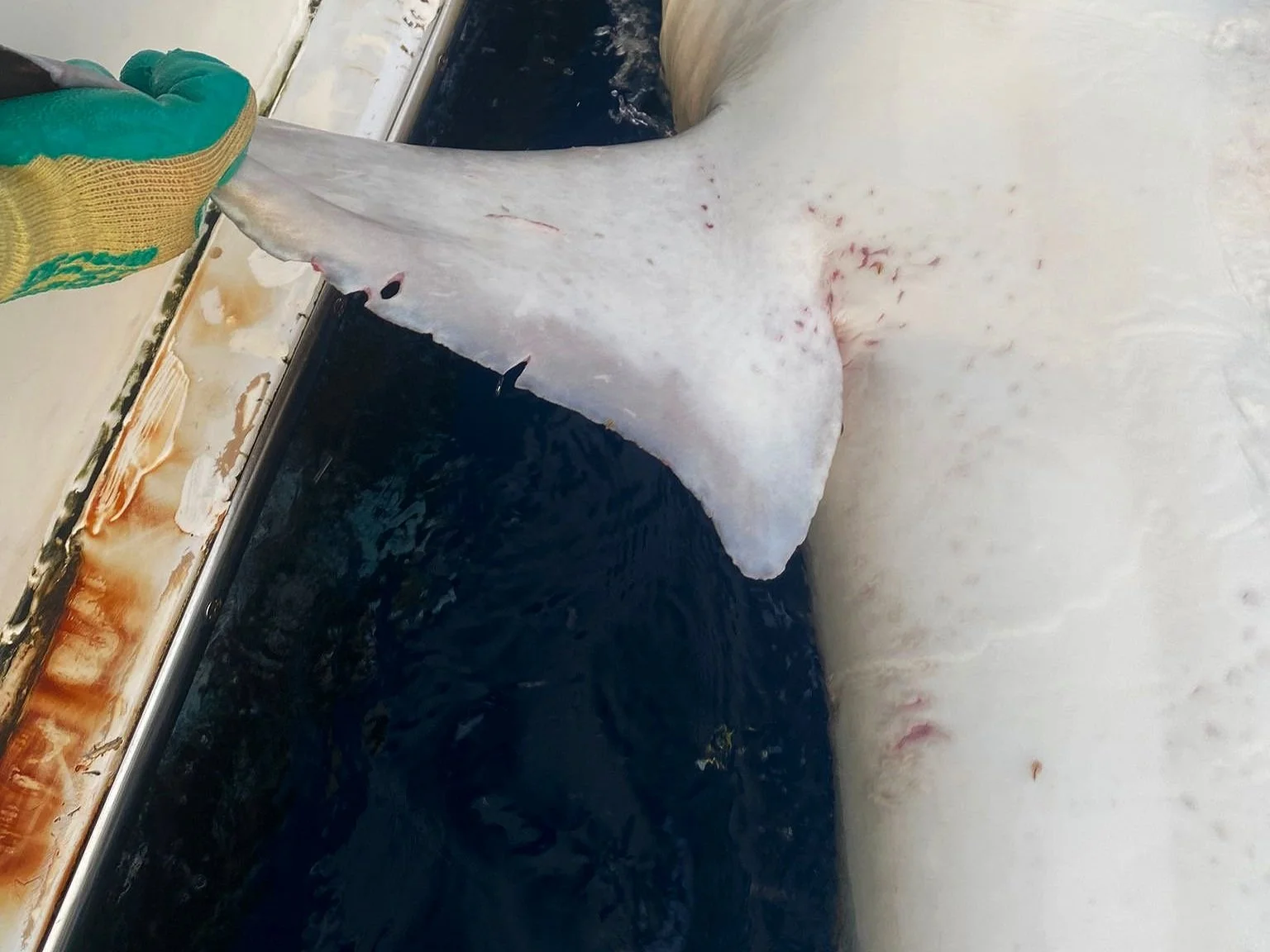 Sandbar Sharks — Saving the Blue