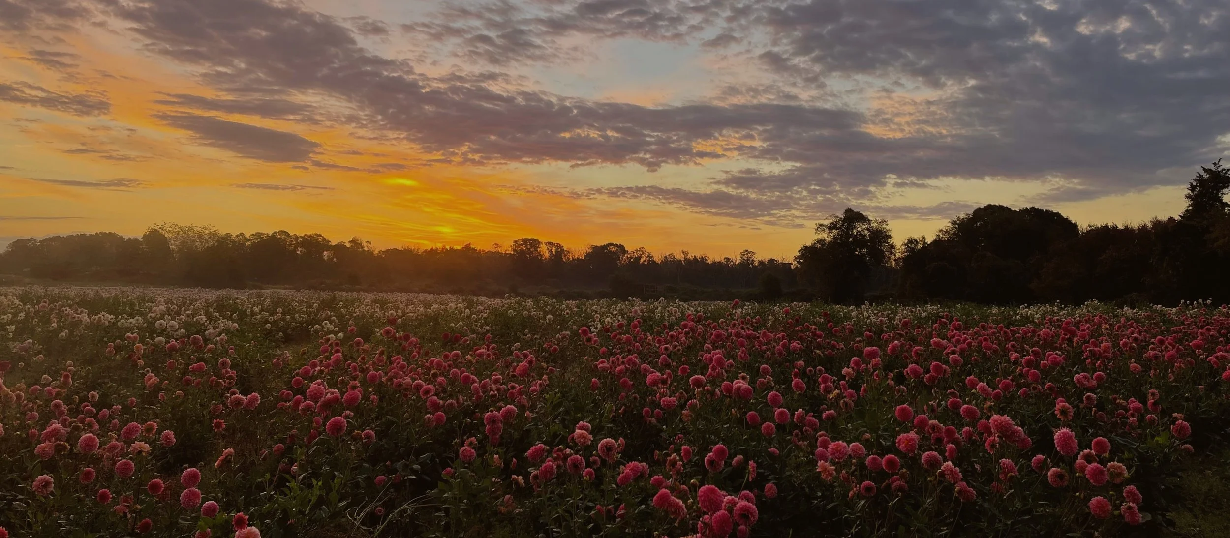 Russells Mills Flower Co