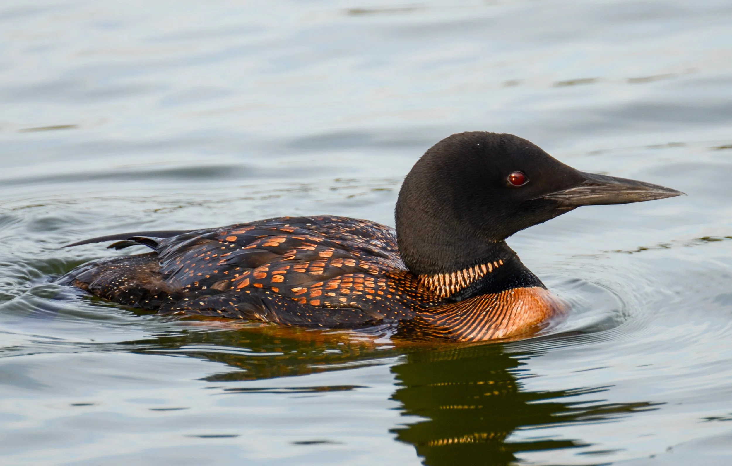 Red Cedar Lakes Association
