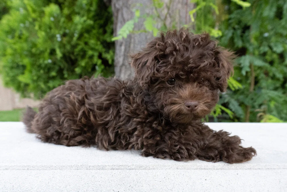 Chocolate Maltipoo