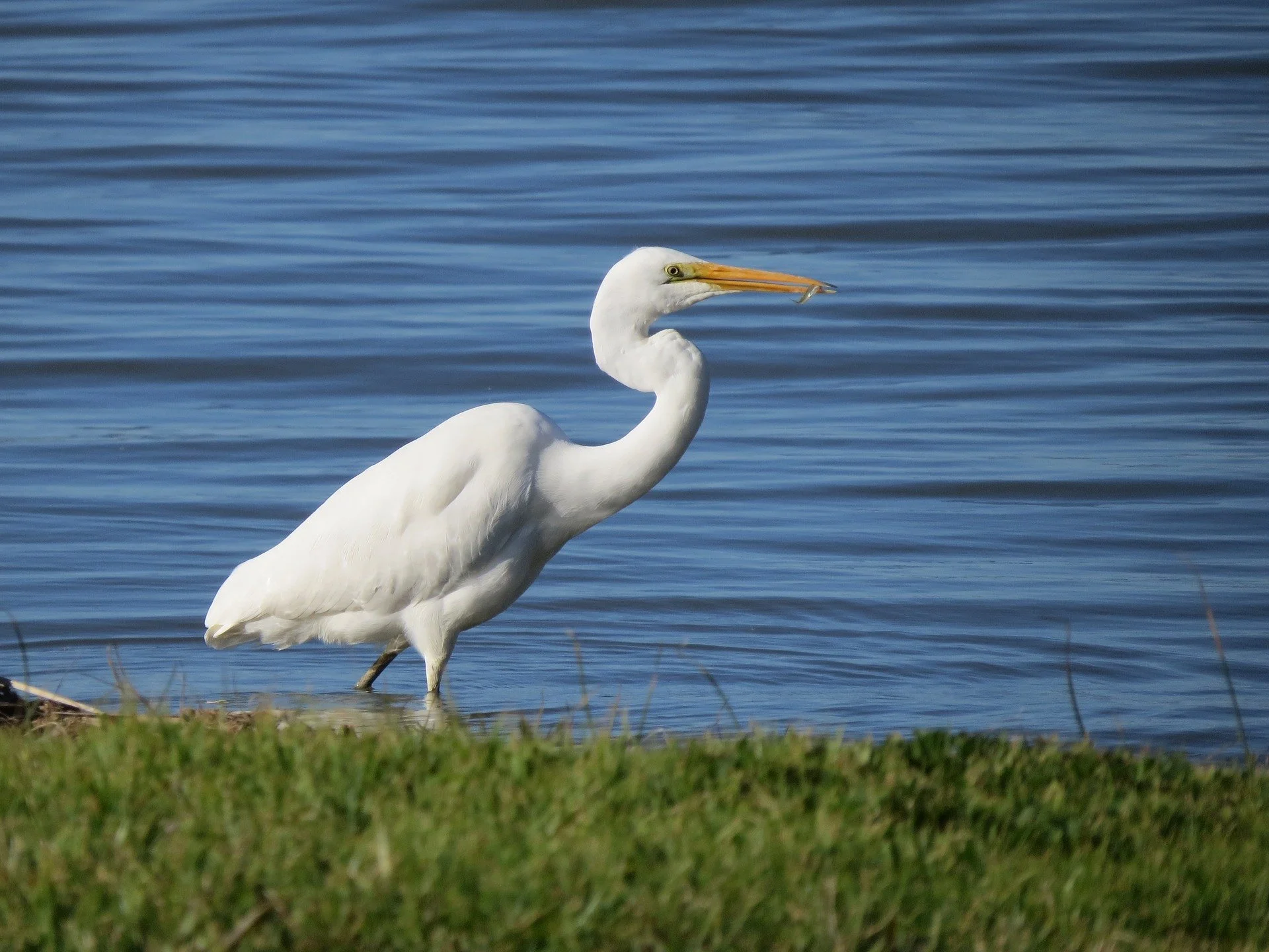 Birds of the Coorong — Spirit of the Coorong
