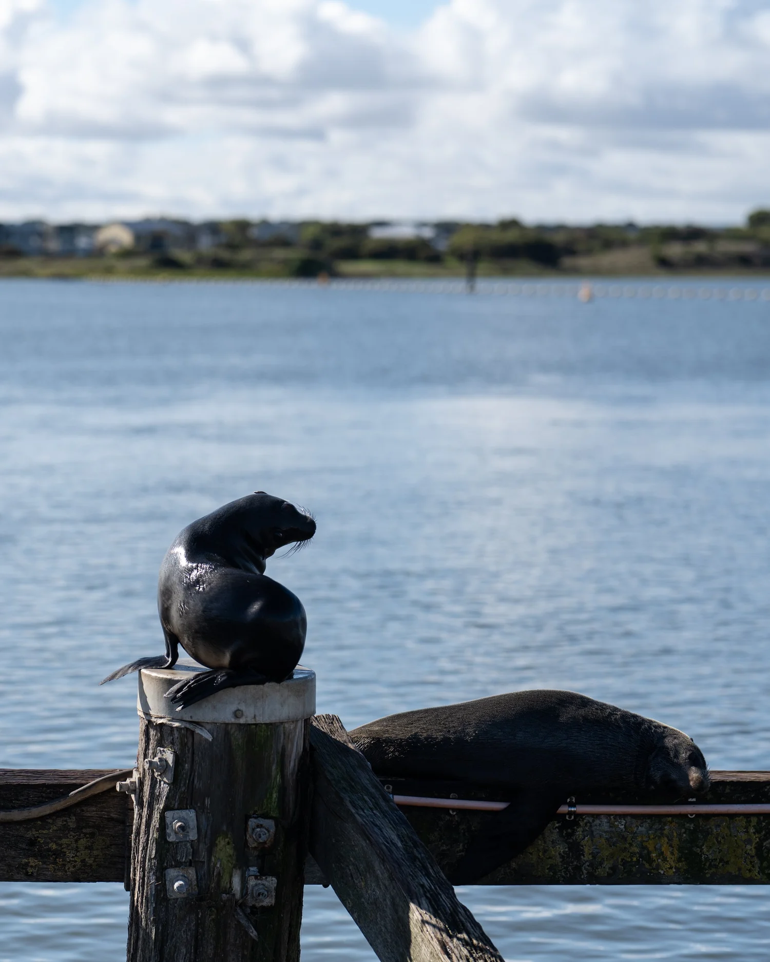 Coorong Images and Coorong Video — Spirit of the Coorong