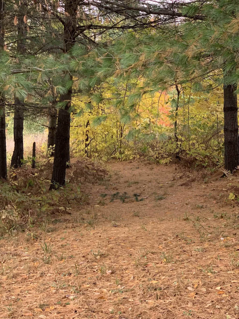 5K/10K Wilderness Run — Peace Ranch | Equine Assisted Therapy ...