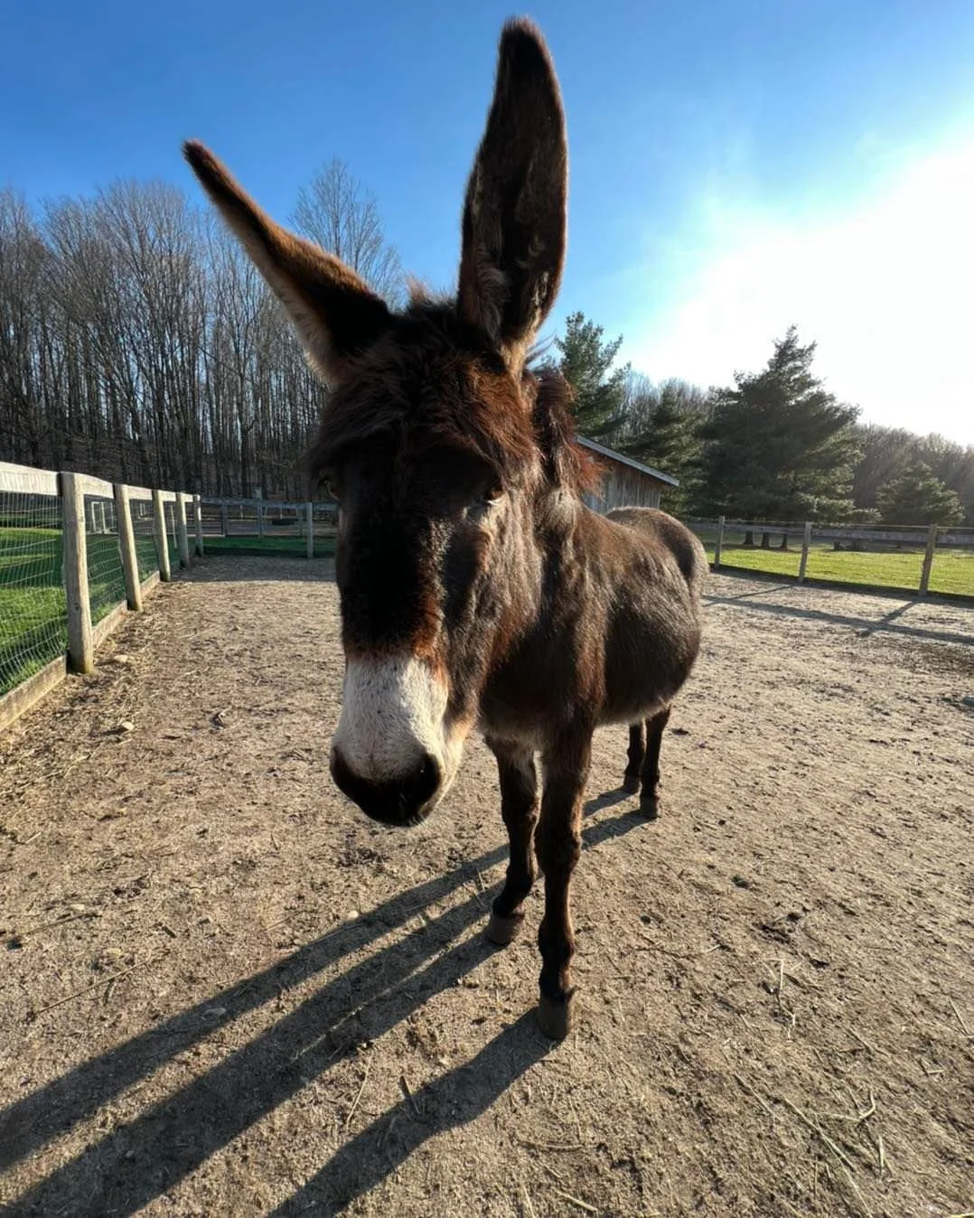 Support Peace Ranch — Peace Ranch | Equine Assisted Therapy | Traverse ...