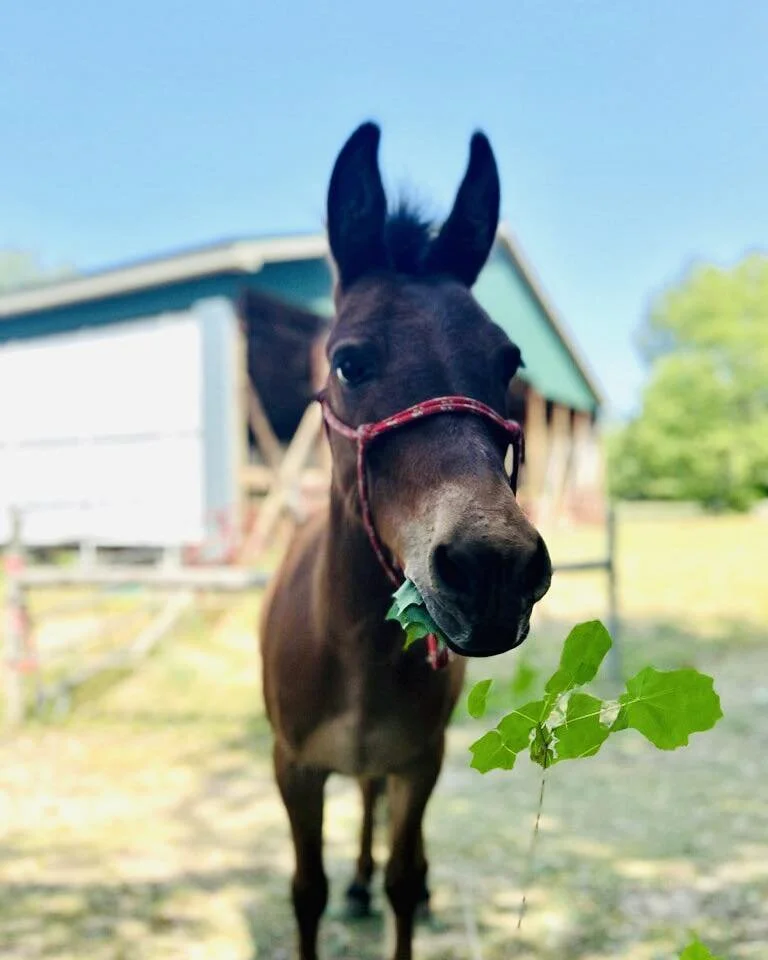 Upcoming Events — Peace Ranch | Equine Assisted Therapy | Traverse City, MI