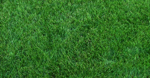 Lawn, Tree, and Property Care — elevate your landscape and lawn service