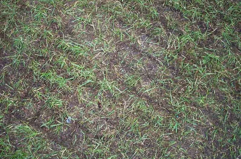 Lawn, Tree, and Property Care — elevate your landscape and lawn service