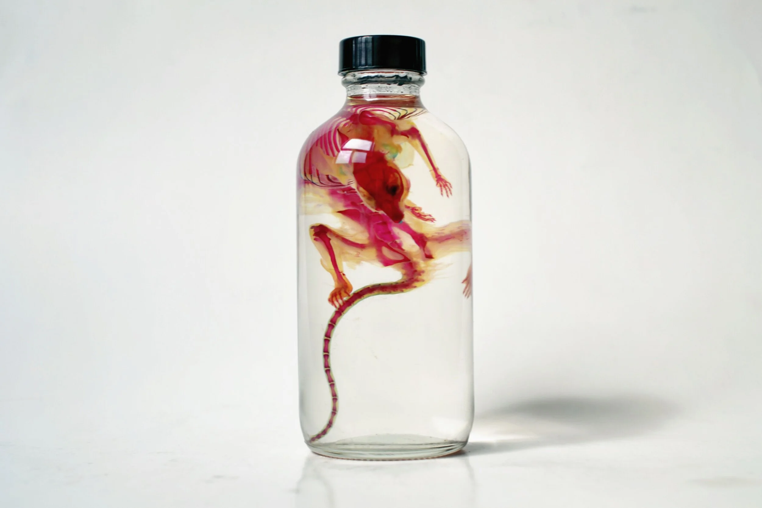 Nighttime Nicholas | Toronto Diaphonization & Cleared and Stained Specimens