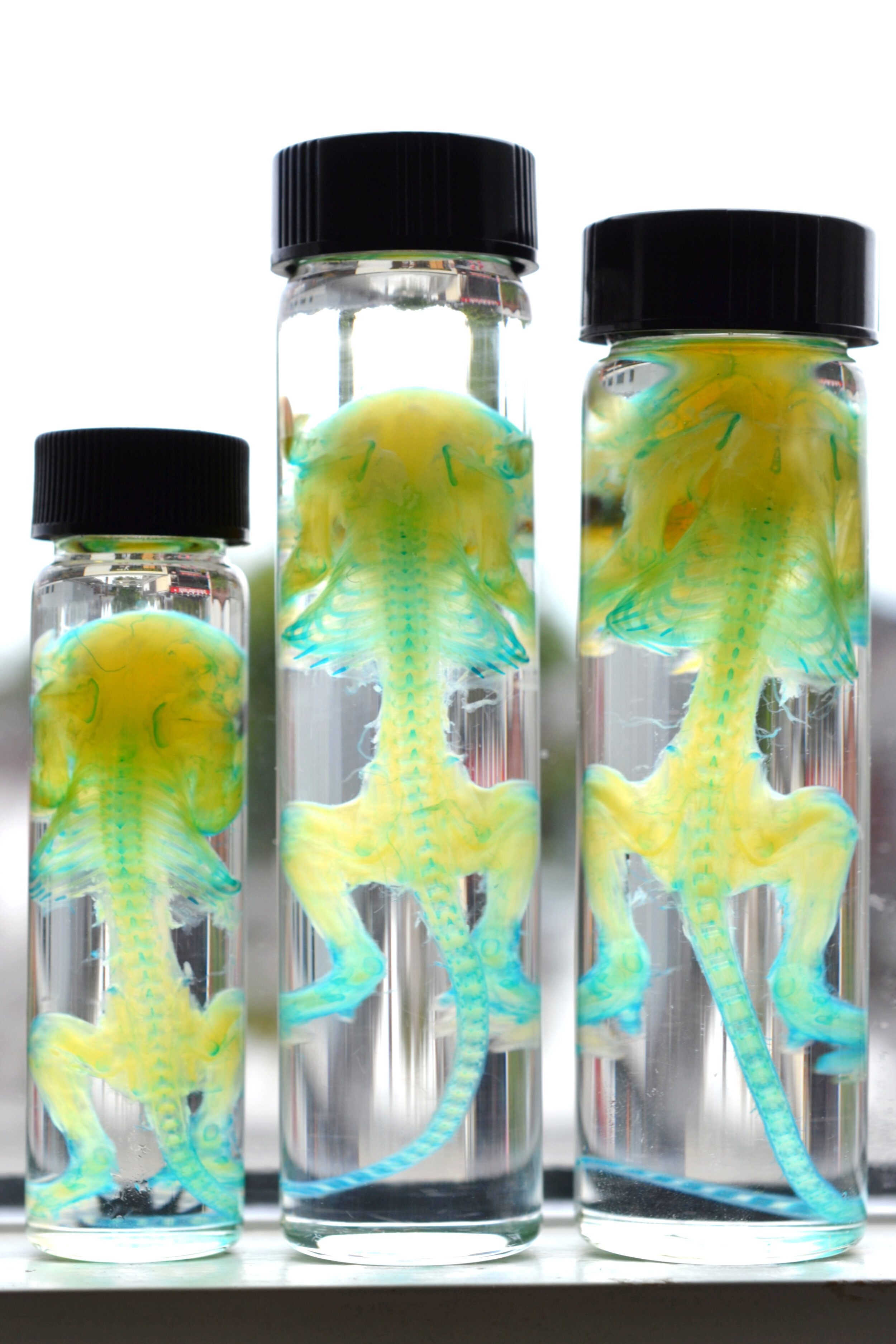 Nighttime Nicholas | Toronto Diaphonization & Cleared and Stained Specimens