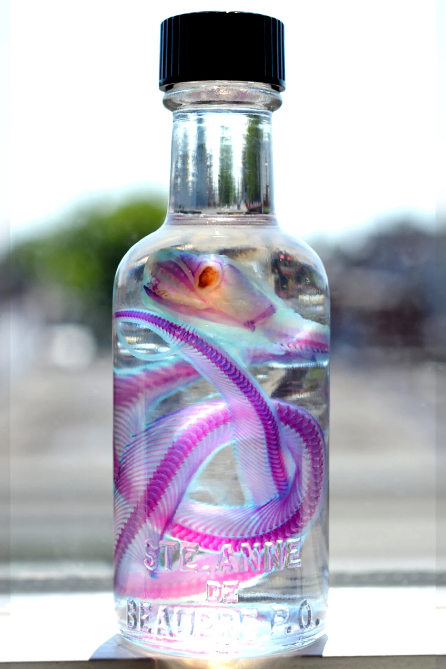 Nighttime Nicholas | Toronto Diaphonization & Cleared and Stained Specimens