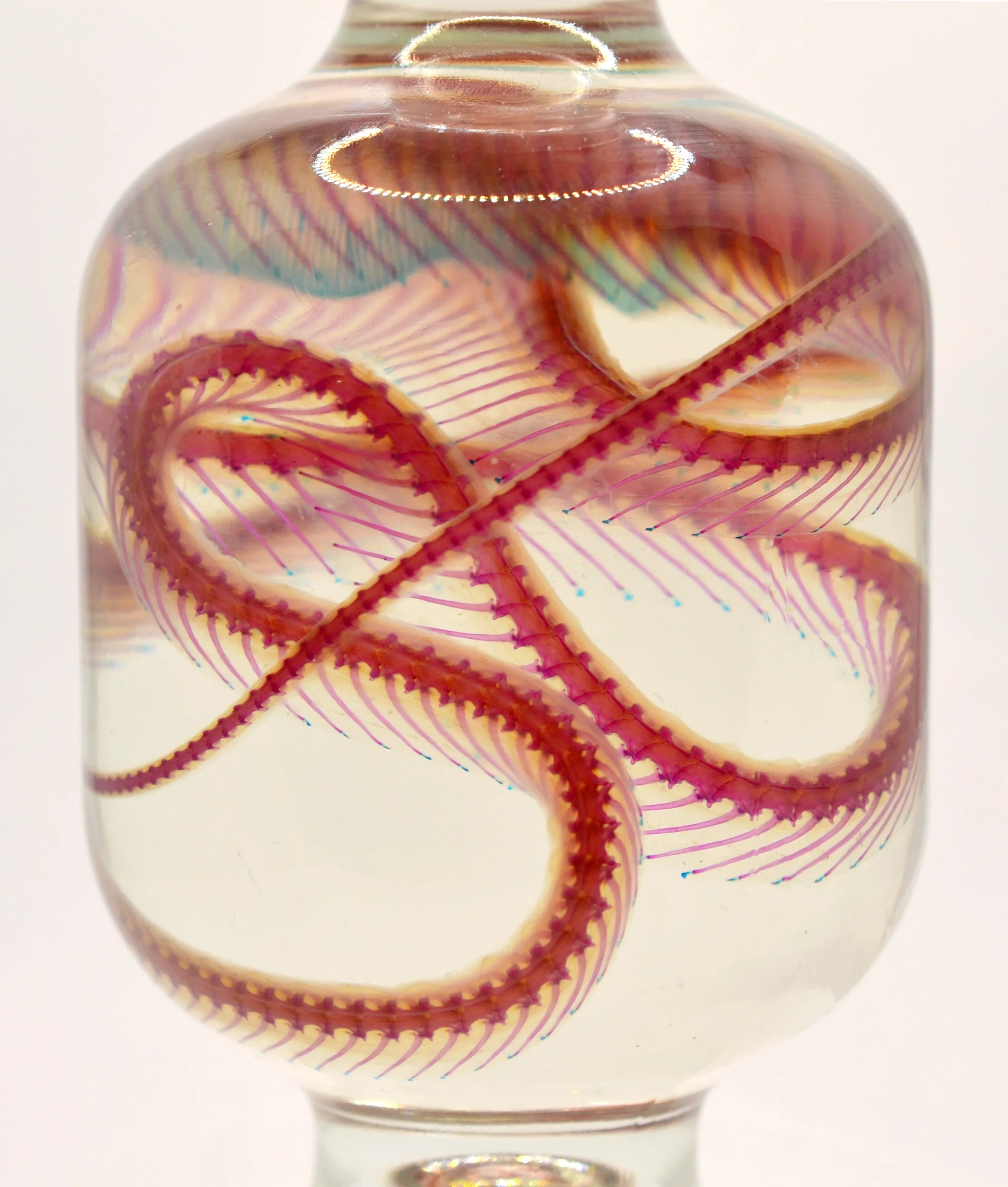 Nighttime Nicholas | Toronto Diaphonization & Cleared and Stained Specimens