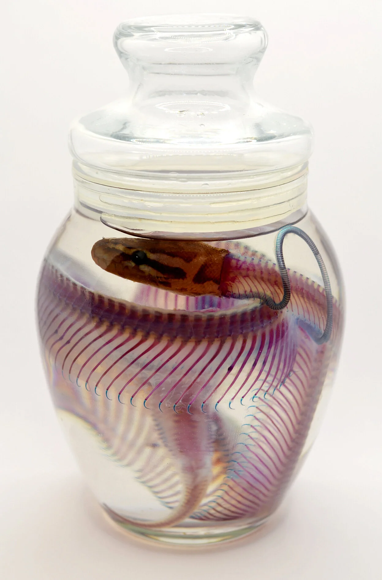 Nighttime Nicholas | Toronto Diaphonization & Cleared and Stained Specimens