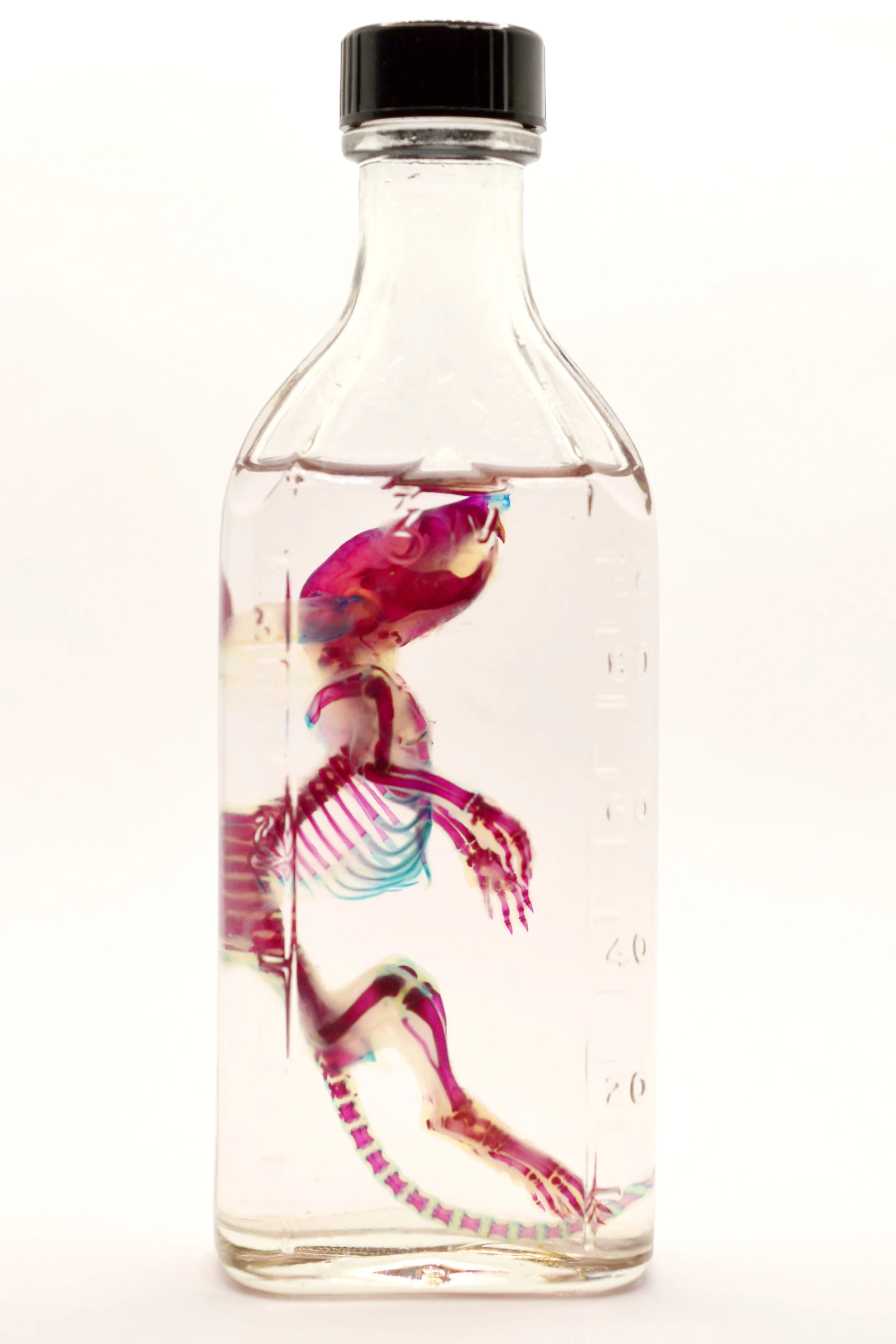 Nighttime Nicholas | Toronto Diaphonization & Cleared and Stained Specimens