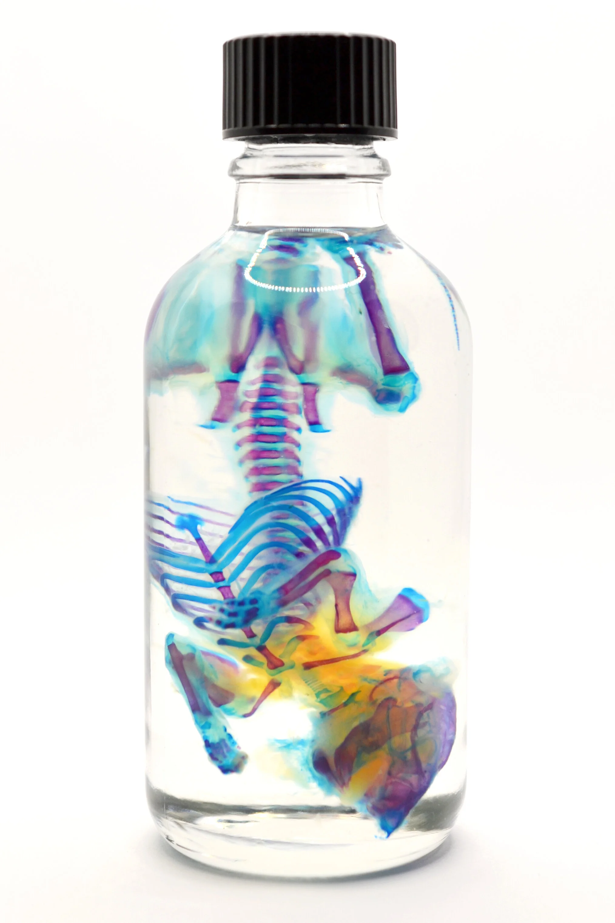 Nighttime Nicholas | Toronto Diaphonization & Cleared and Stained Specimens