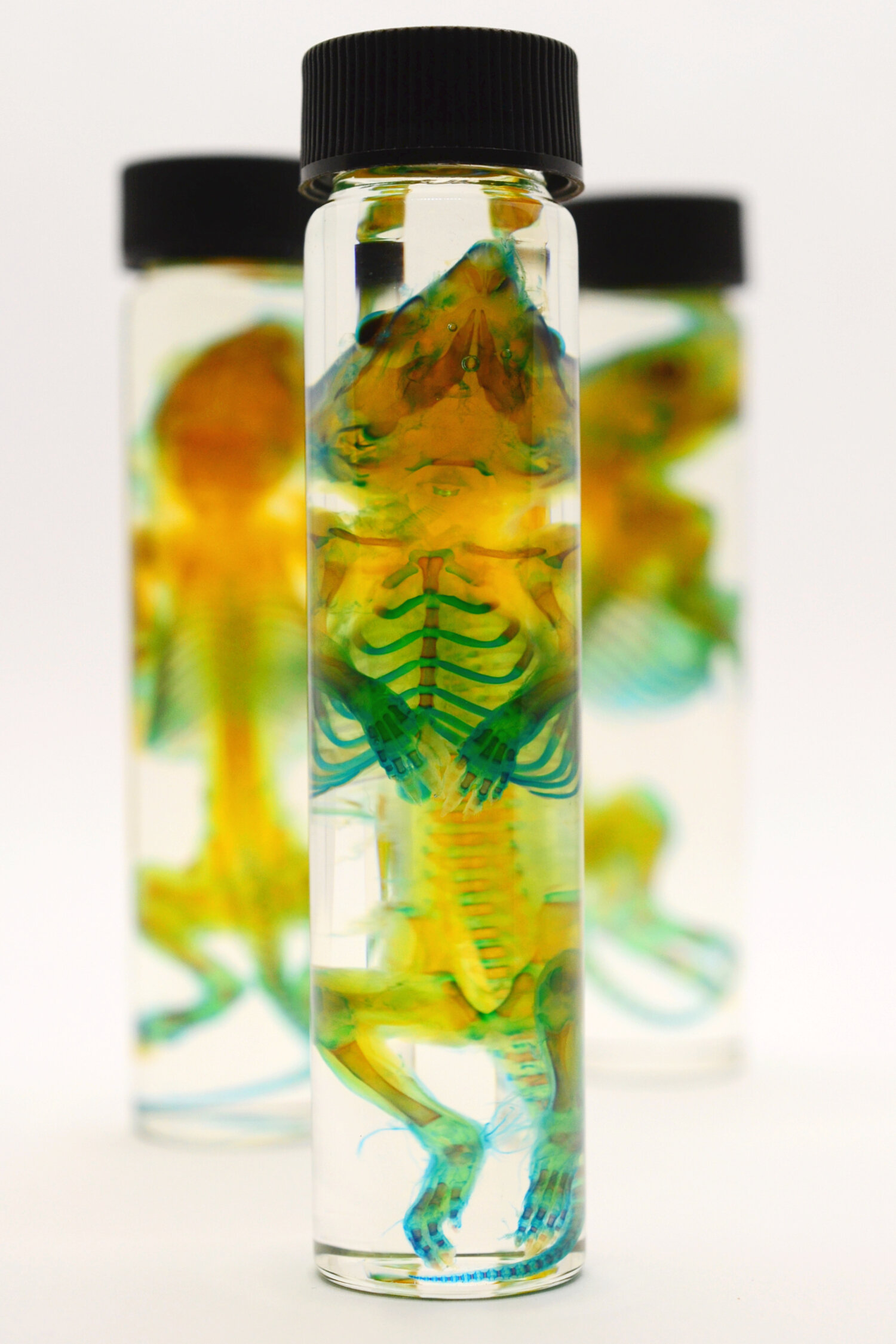Nighttime Nicholas | Toronto Diaphonization & Cleared and Stained Specimens