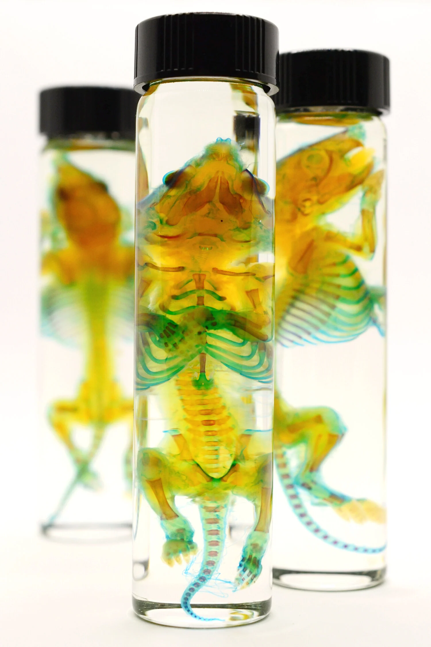 Nighttime Nicholas | Toronto Diaphonization & Cleared and Stained Specimens