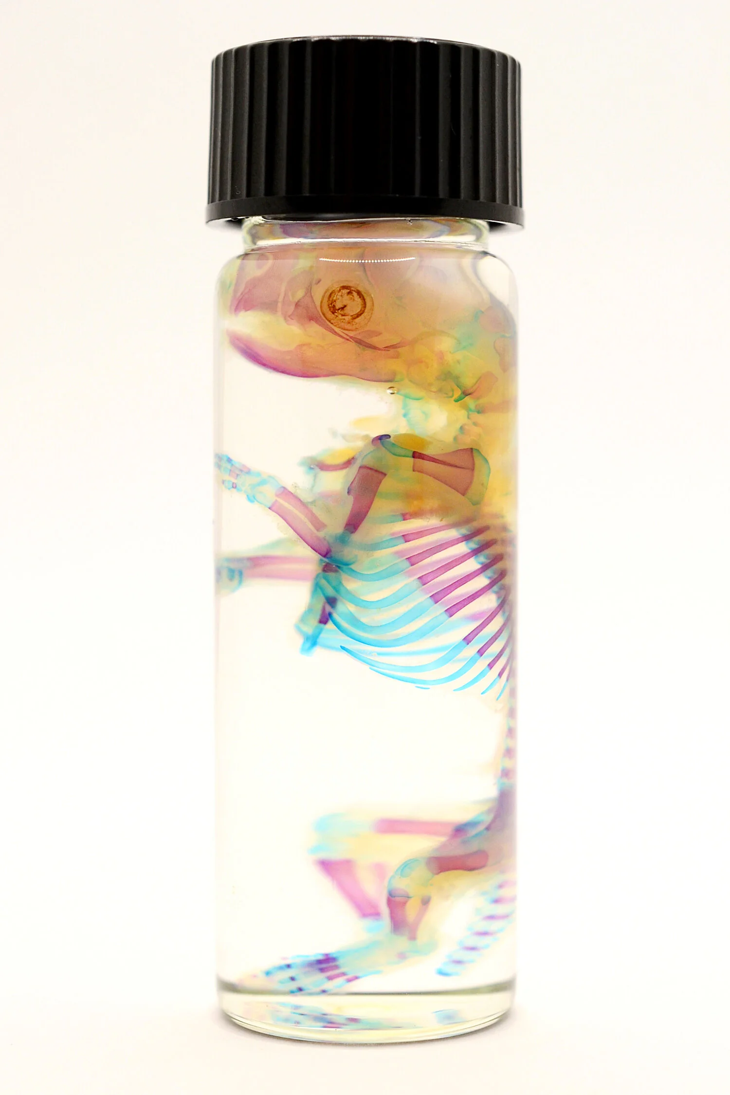 Nighttime Nicholas | Toronto Diaphonization & Cleared and Stained Specimens