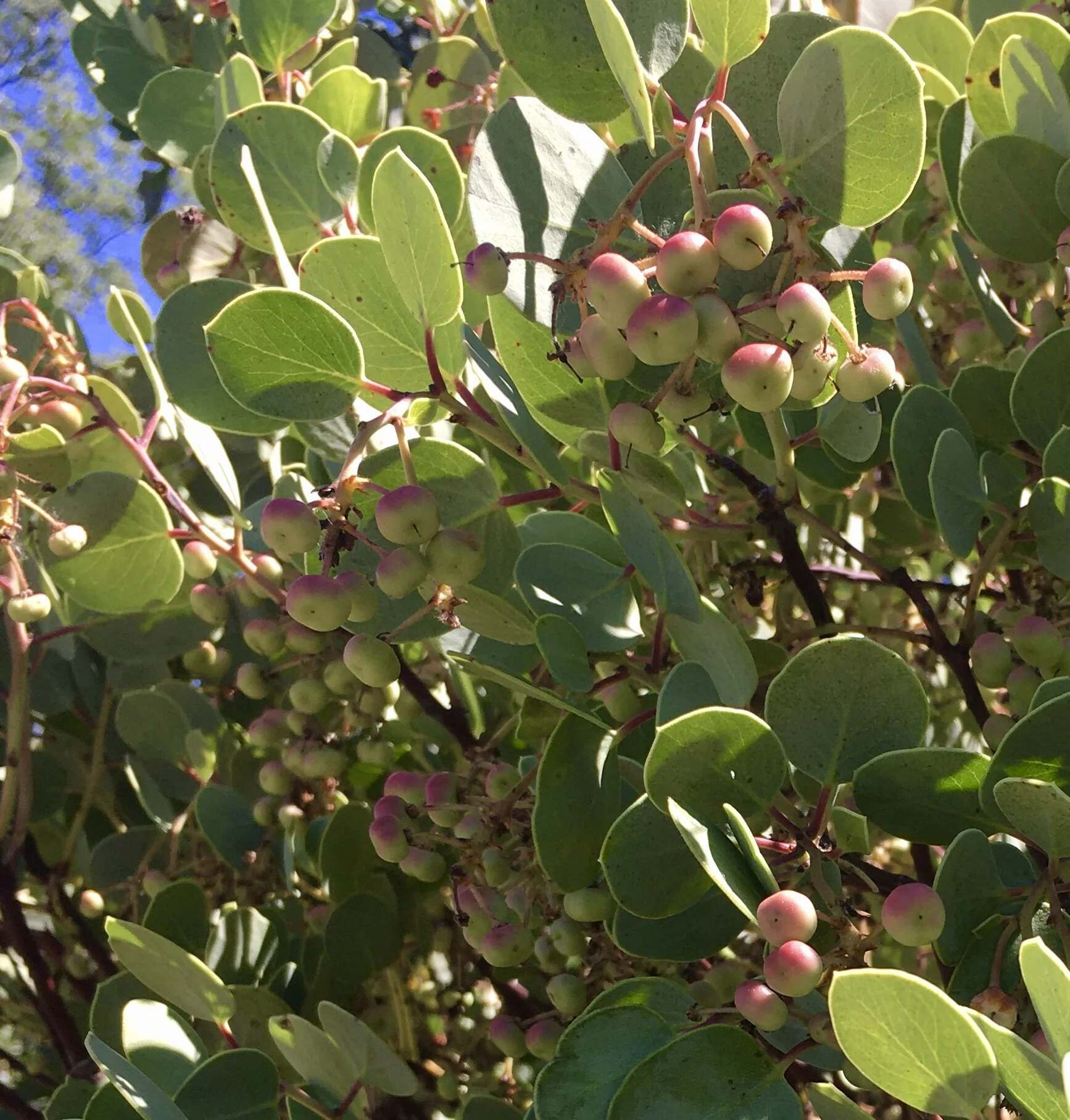 Native Food Plants: Meet the Plants — Vesper Meadow Education Program
