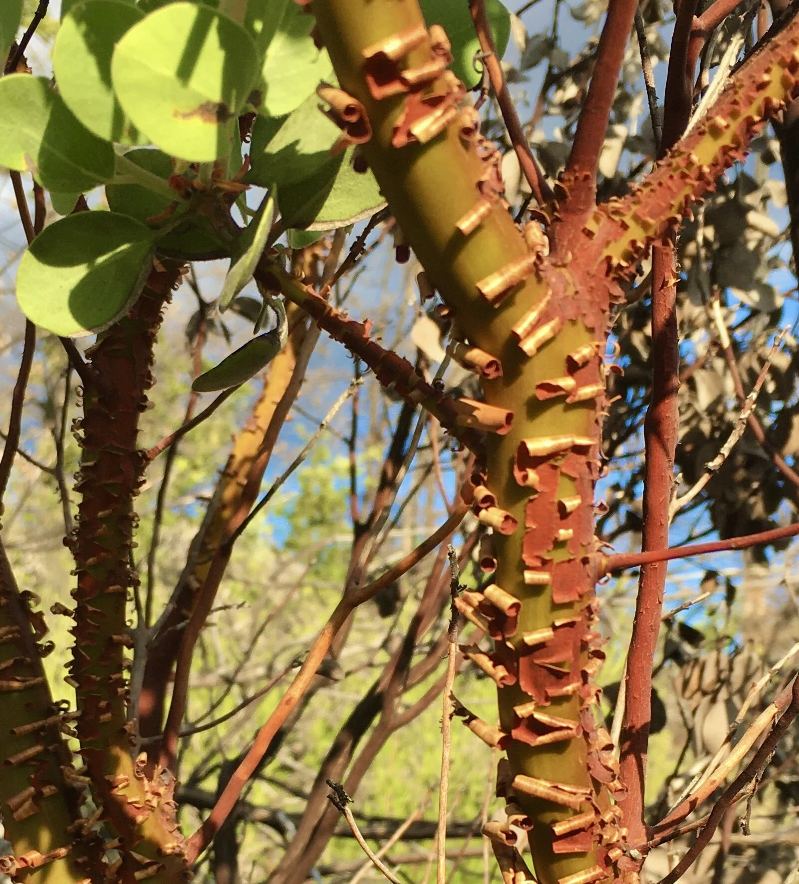 Native Food Plants: Meet the Plants — Vesper Meadow Education Program