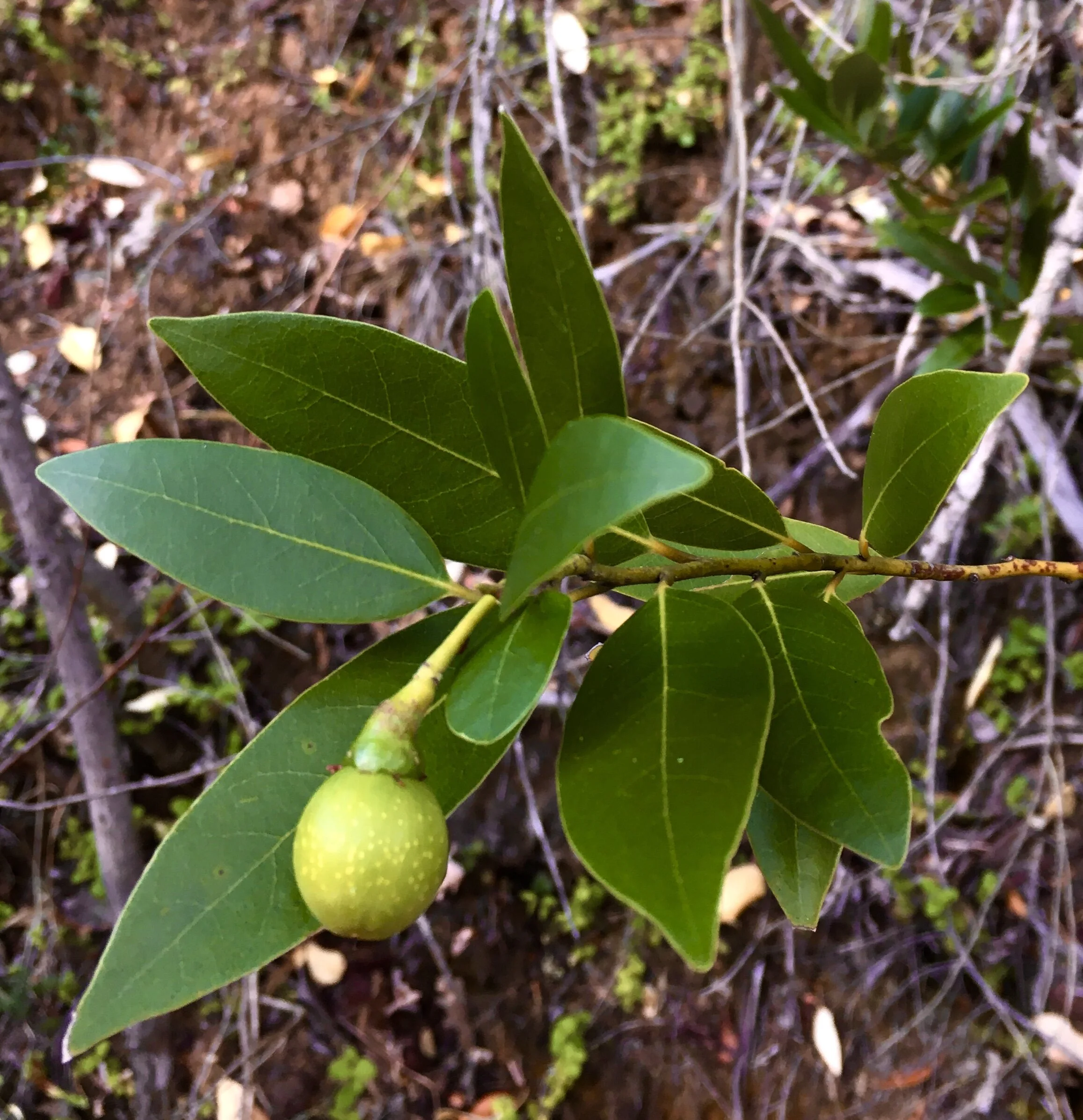 Native Food Plants: Meet the Plants — Vesper Meadow Education Program