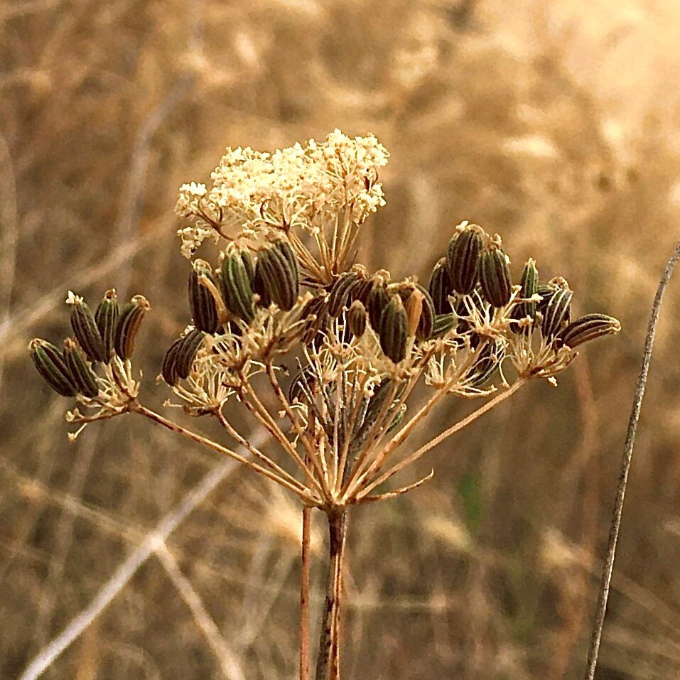 Native Food Plant Profile: Yampah — Vesper Meadow Education Program