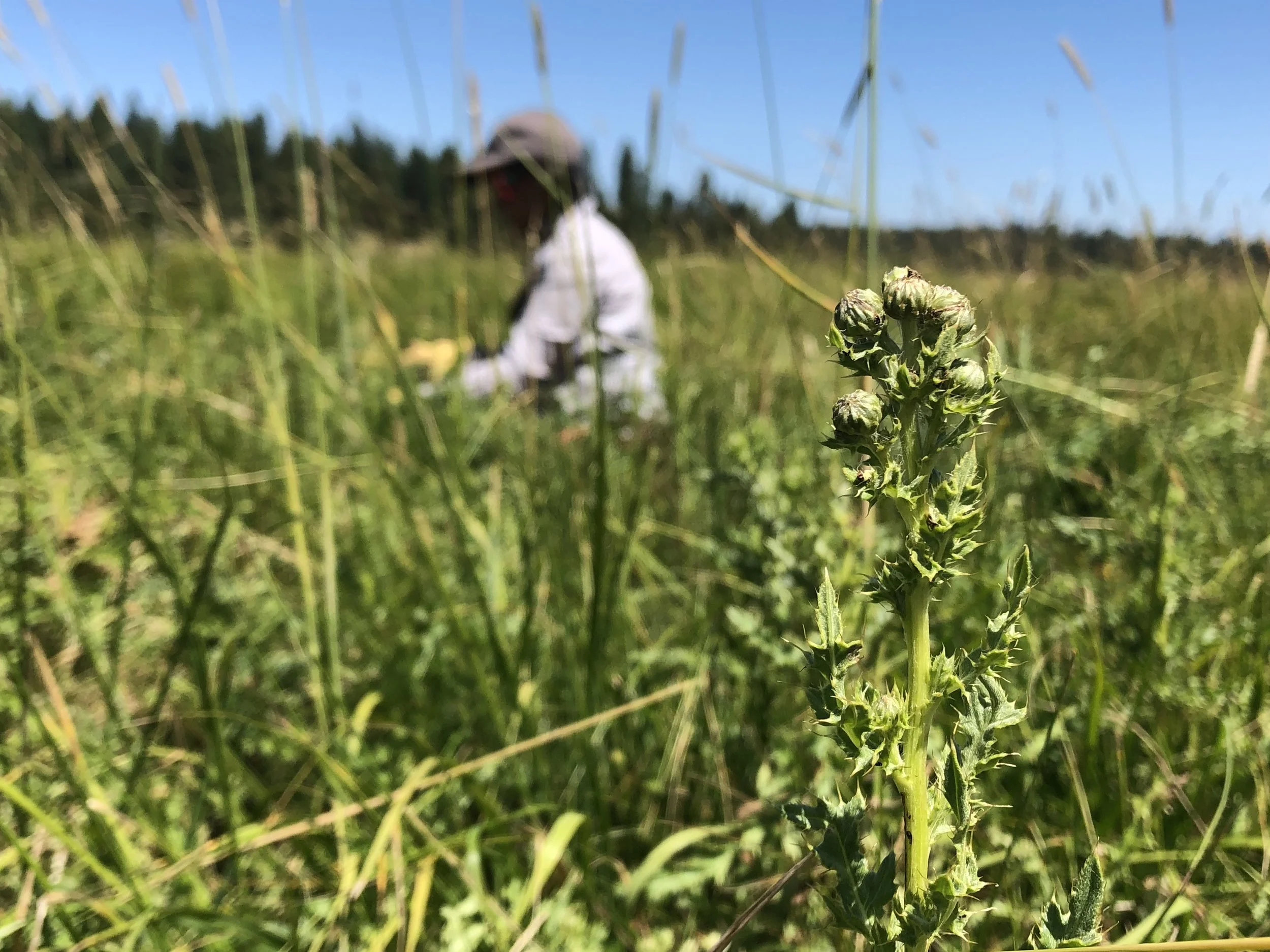 Upcoming Events — Vesper Meadow Education Program