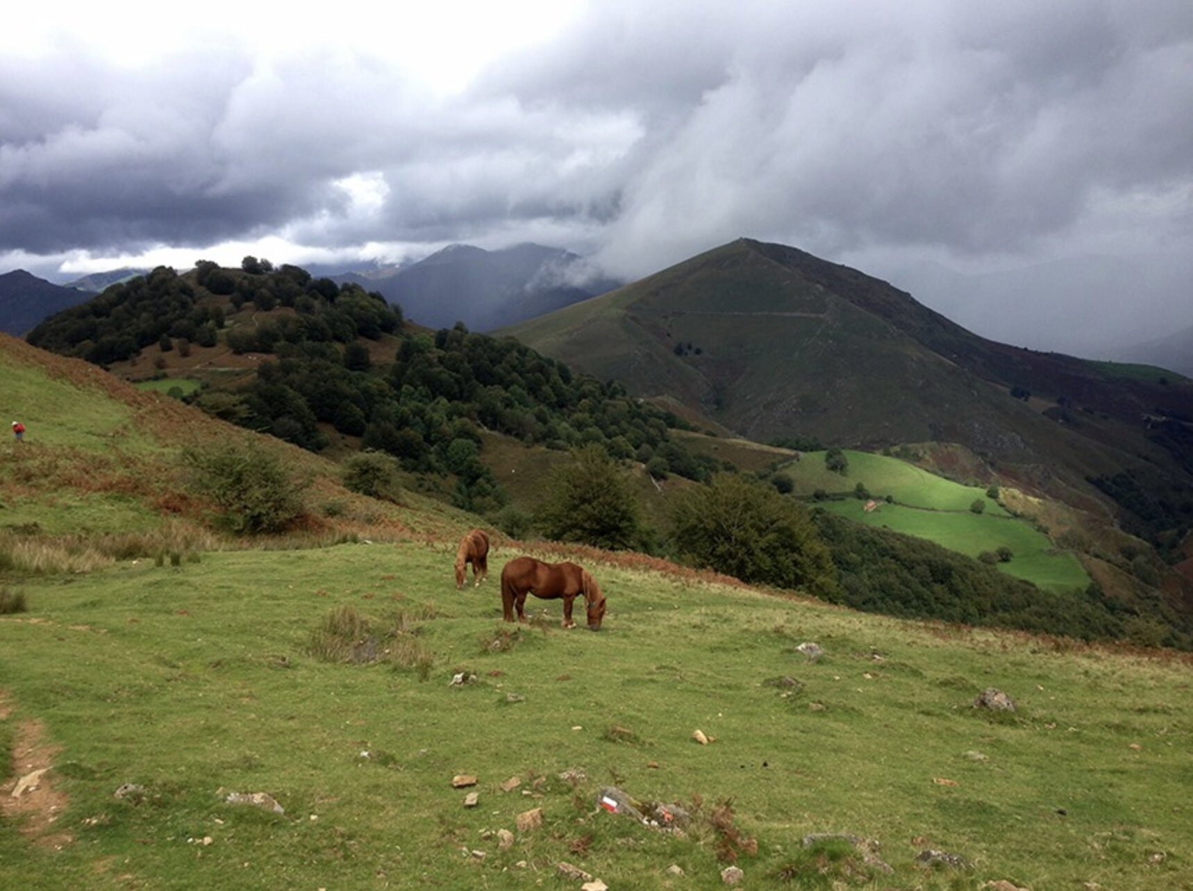 Here's a glimpse of the Pottok, a wild pony of the ancient Basque ...