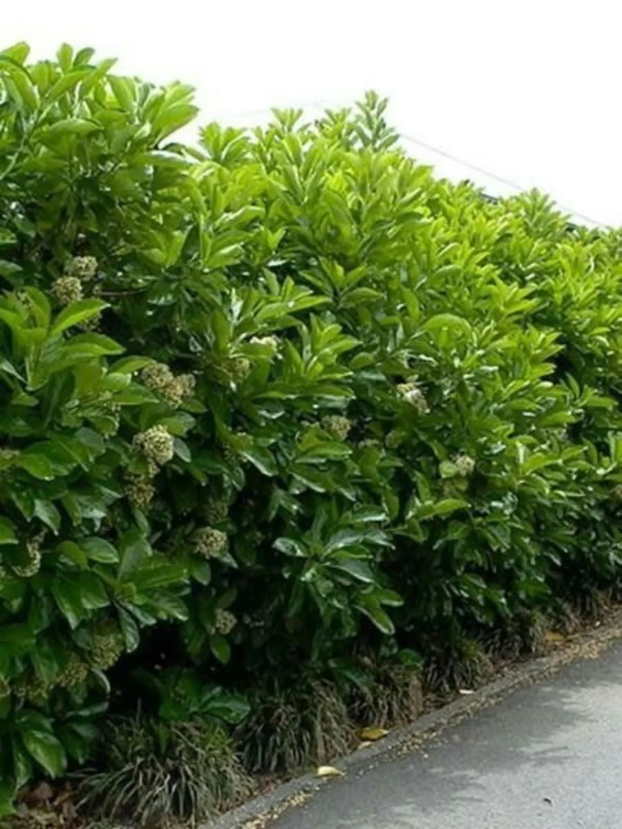 The Ultimate Guide to Garden Privacy: 5 Must-Have Screening Plants ...