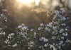 Three Celebrations of the Spring Equinox, Past and Present — Wicked ...