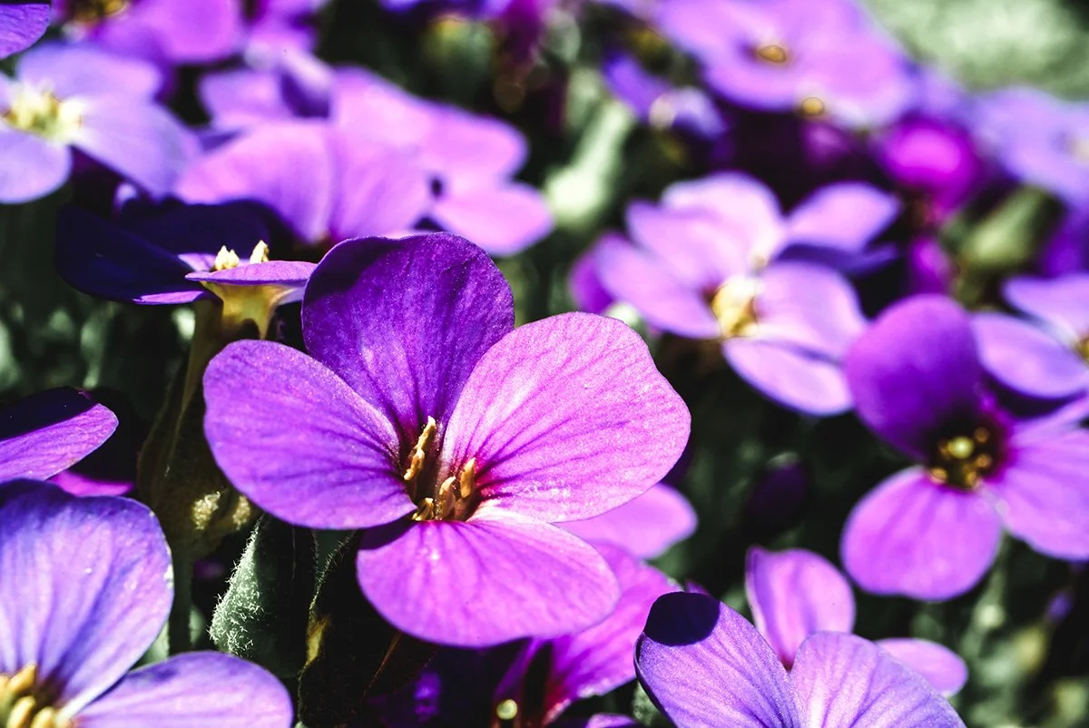 The Magic of Flowers: Spiritual and Witchy Significance of Spring ...