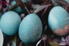 Unveiling the Magic of Ostara — Wicked Obscura Apothecary