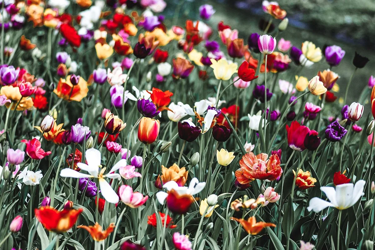 The Magic of Flowers: Spiritual and Witchy Significance of Spring ...