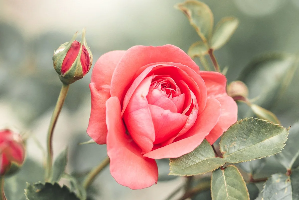 The Magic of Flowers: Spiritual and Witchy Significance of Spring ...