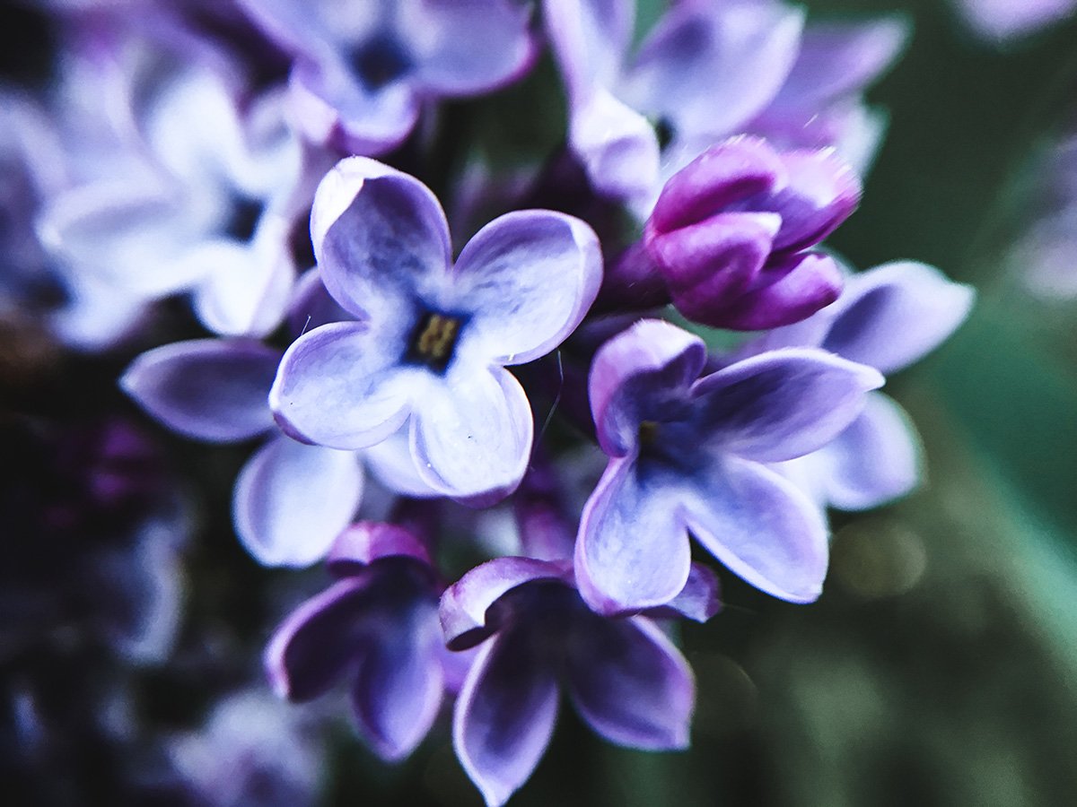 The Magic of Flowers: Spiritual and Witchy Significance of Spring ...