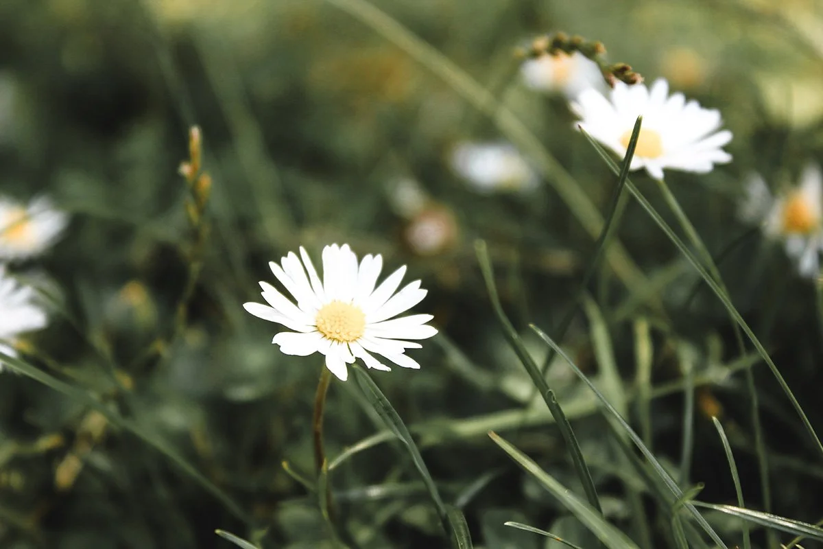 The Magic of Flowers: Spiritual and Witchy Significance of Spring ...
