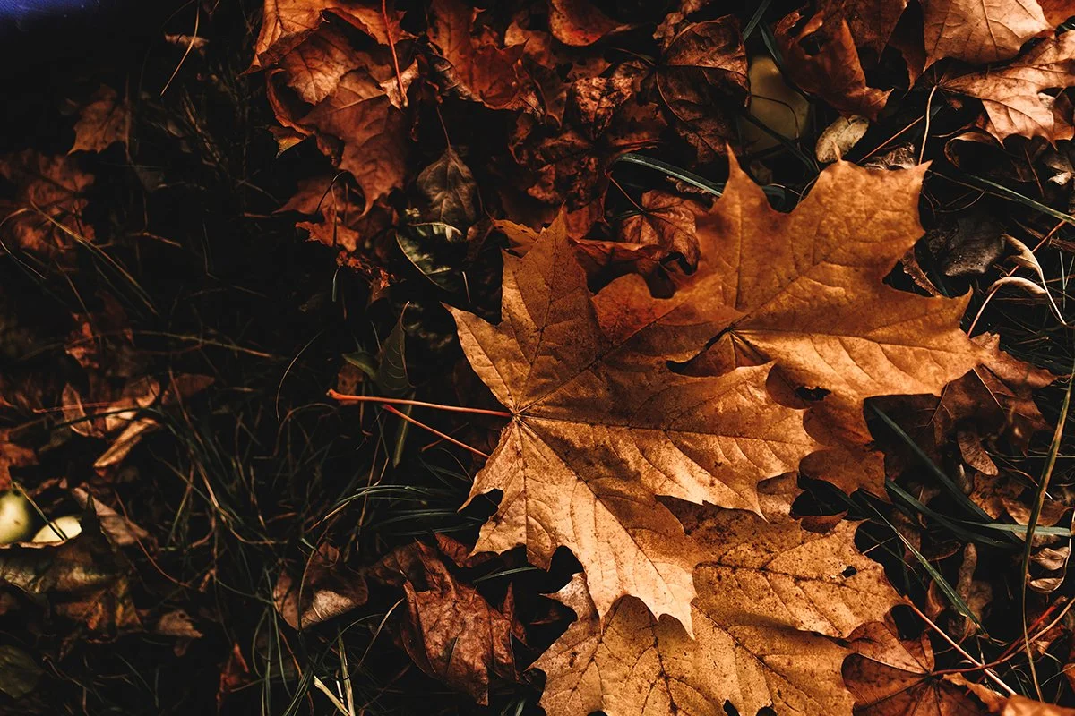 Fall Equinox Magic: Creating a Mabon Altar and Seasonal Offerings ...