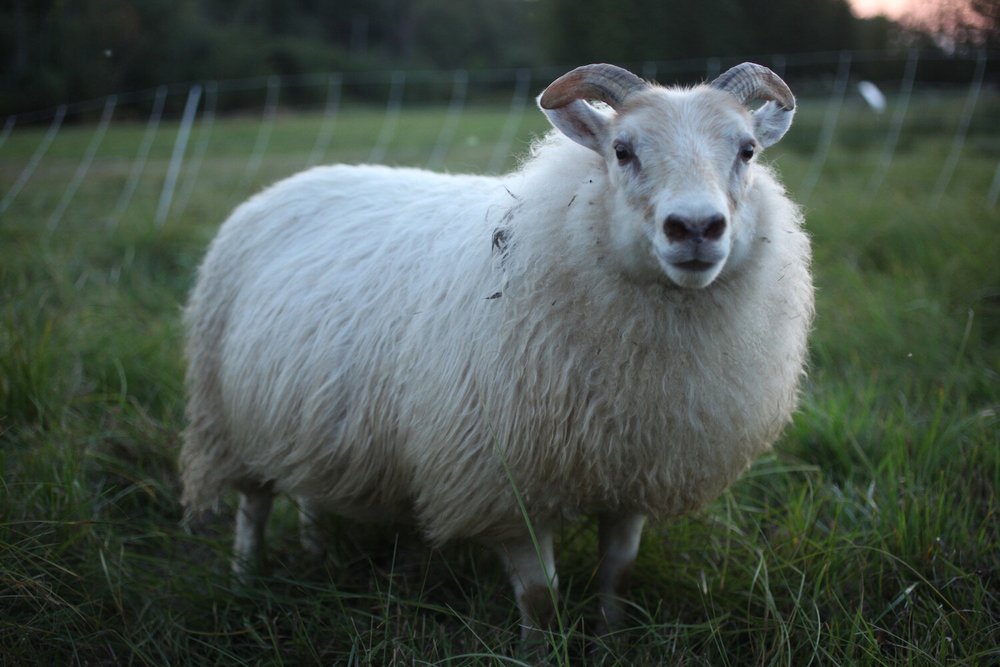SHEEP — SAIPUA