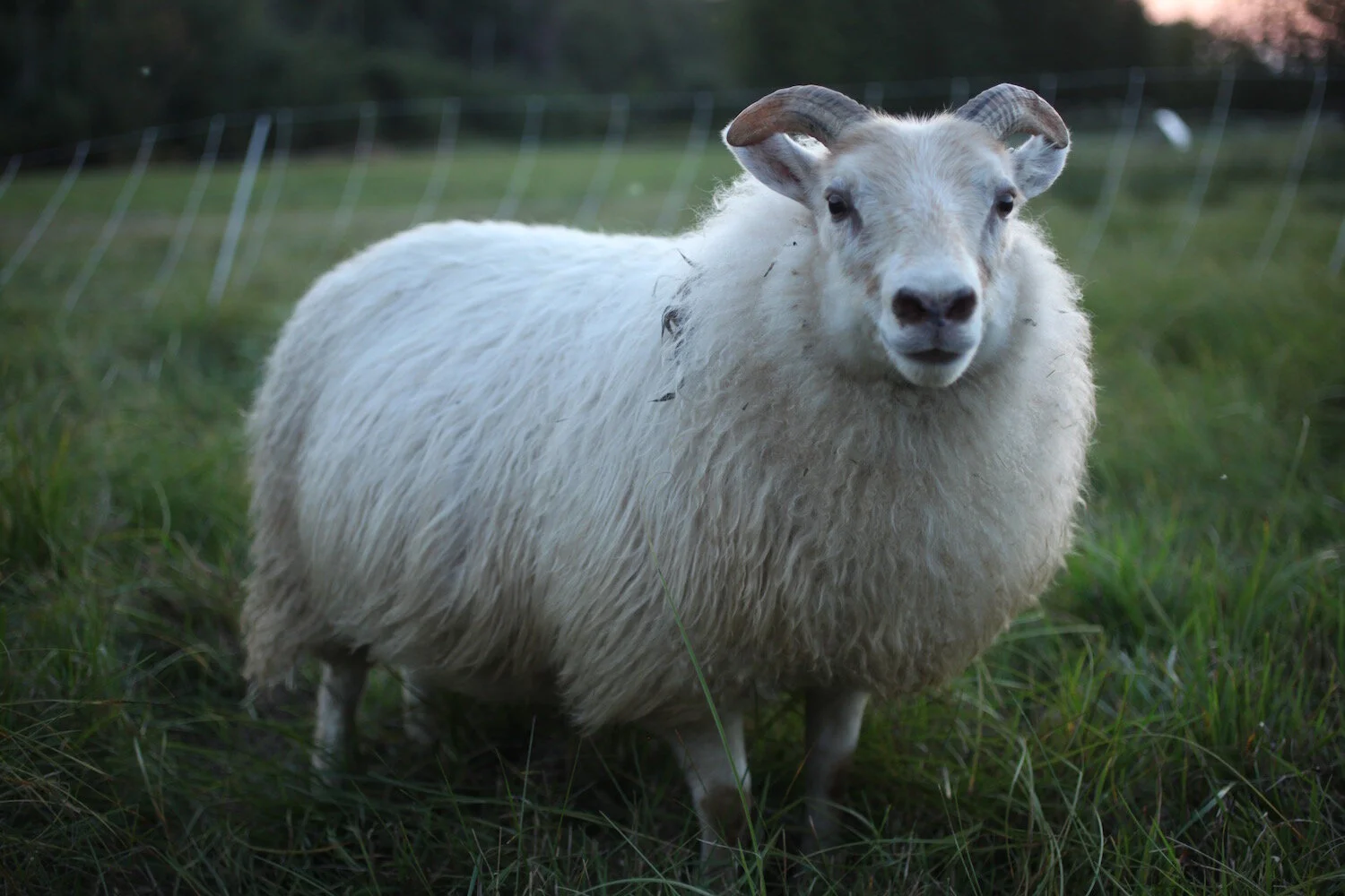 SHEEP — SAIPUA